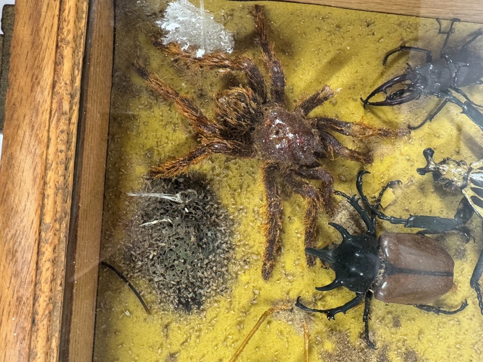 Vintage Taxidermy Wood Dried Insect Spider Rhino Beetle Jungle Nymph ...