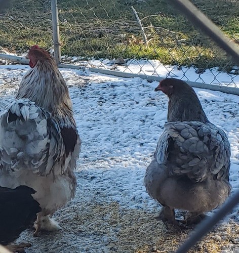 6 LARGE STANDARD BLUE PARTRIDE BRAHMA Hatching Eggs ~ COLORS~ | eBay