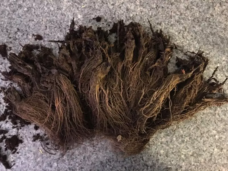 20 Cardinal Strawberry Bare Roots - Fragaria × ananassa - Springbearing ...