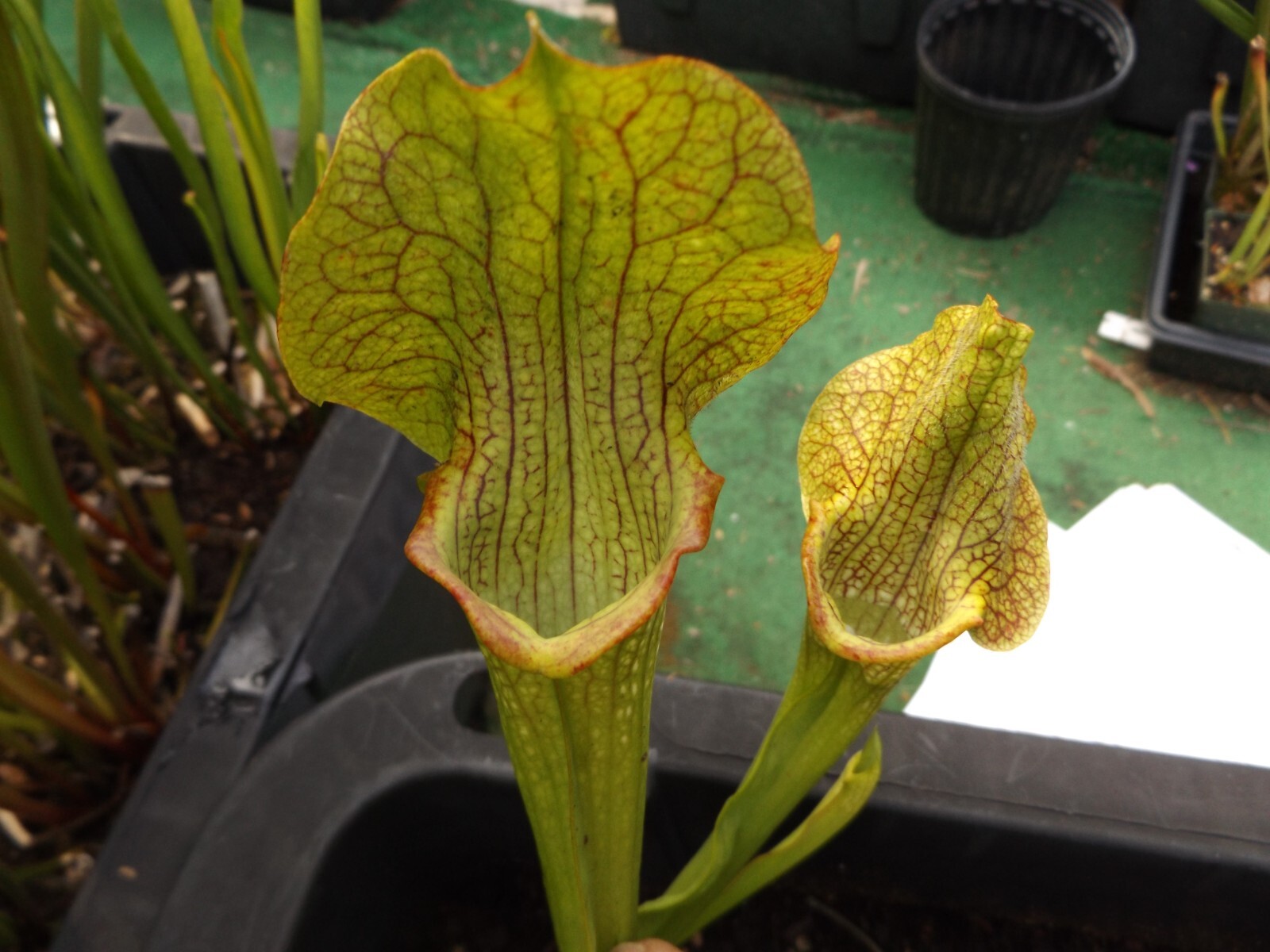 Sarracenia Umlauftania x Leuco large form live carnivorous plant | eBay