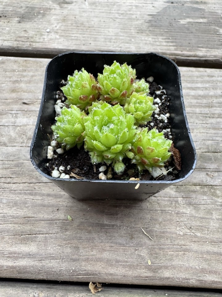 Sempervivum “Pixie” Cold Hardy Succulent Live Plant Mini Hens & Chicks ...