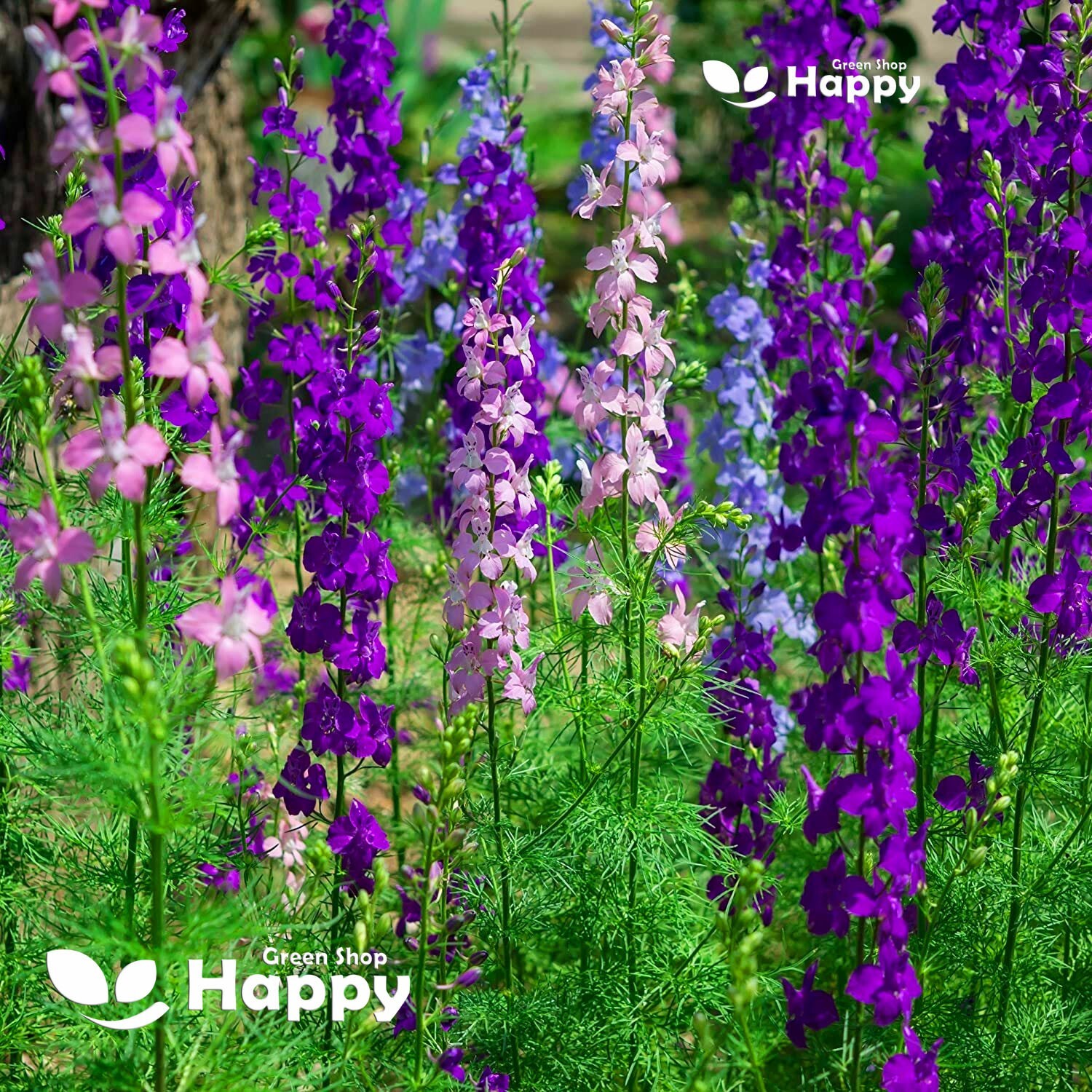 ROCKET LARKSPUR IMPERIAL MIX - 300 SEEDS - Delphinium consolida - CUT ...