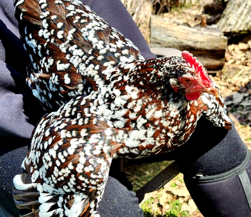 12 NPIP/AI Clean Speckled Sussex Chicken Hatching Eggs SHOW QUALITY ...