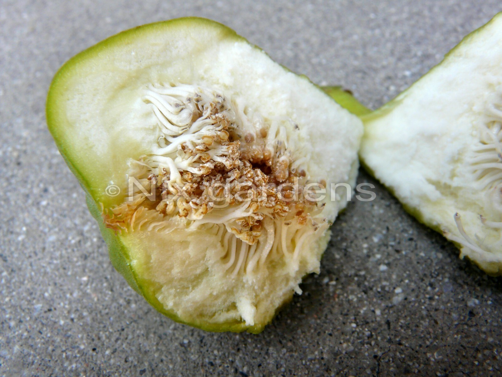 CapriFig or Capri Fig (Male) Fig Tree (2 Fresh Cuttings) | eBay