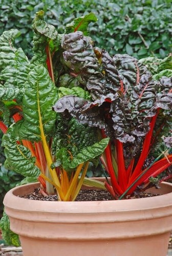 SILVERBEET RAINBOW CHARD 20/50/100seeds Nutritious Attractive Companion ...