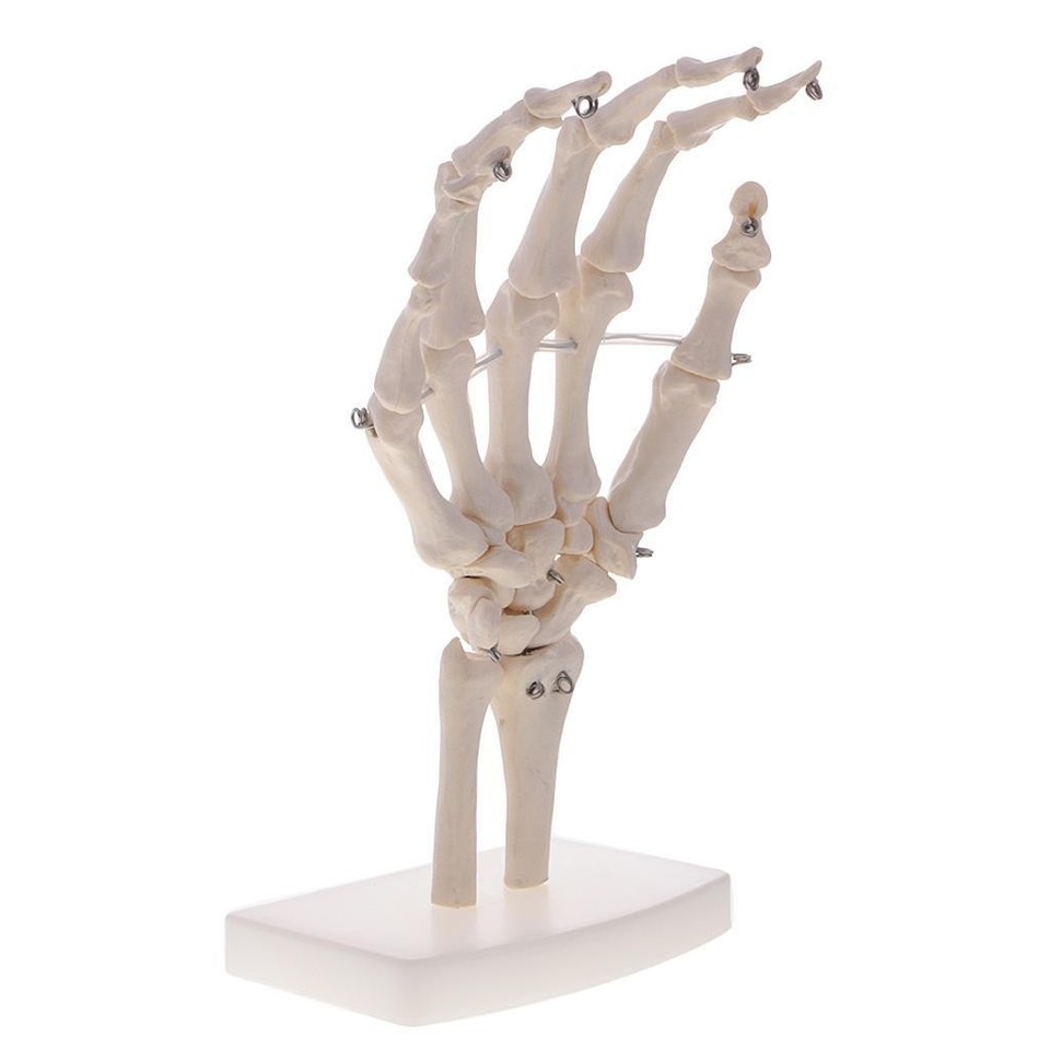 1:1 Lifesize Human Hand Model Anatomical Skeleton Model, School ...