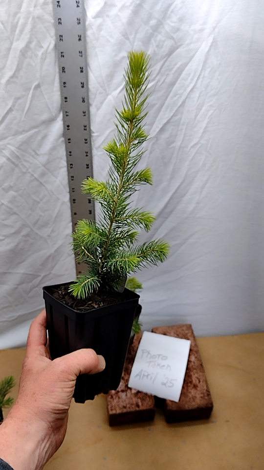 Black Hills Spruce 2 year old tree. Picea glanca var densata. mariana ...