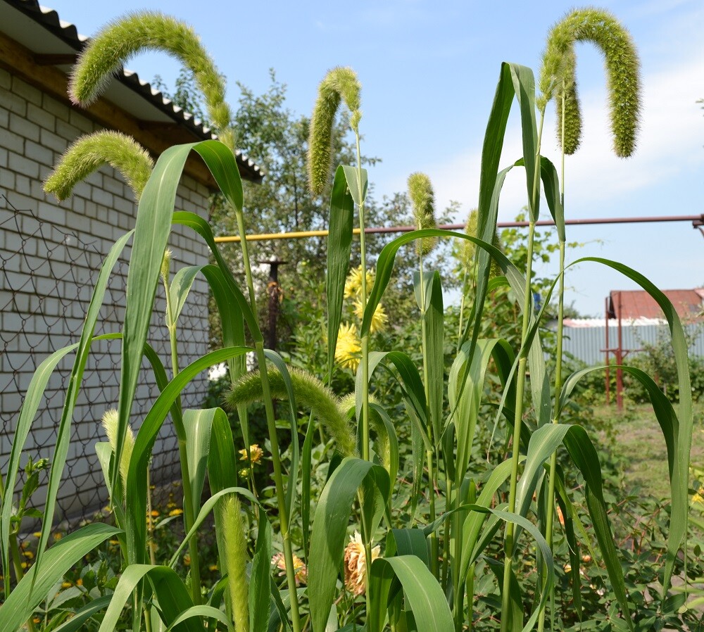 Setaria seeds, 500 Setaria millet seeds,Fox tail, heirloom organic ...