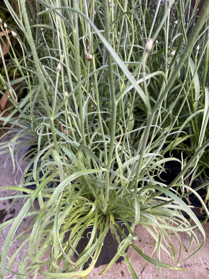 3X CATANANCHE CAERULEA ALBA PERENNIAL PLANTS 9CM POTS CUPIDS DART WHITE ...