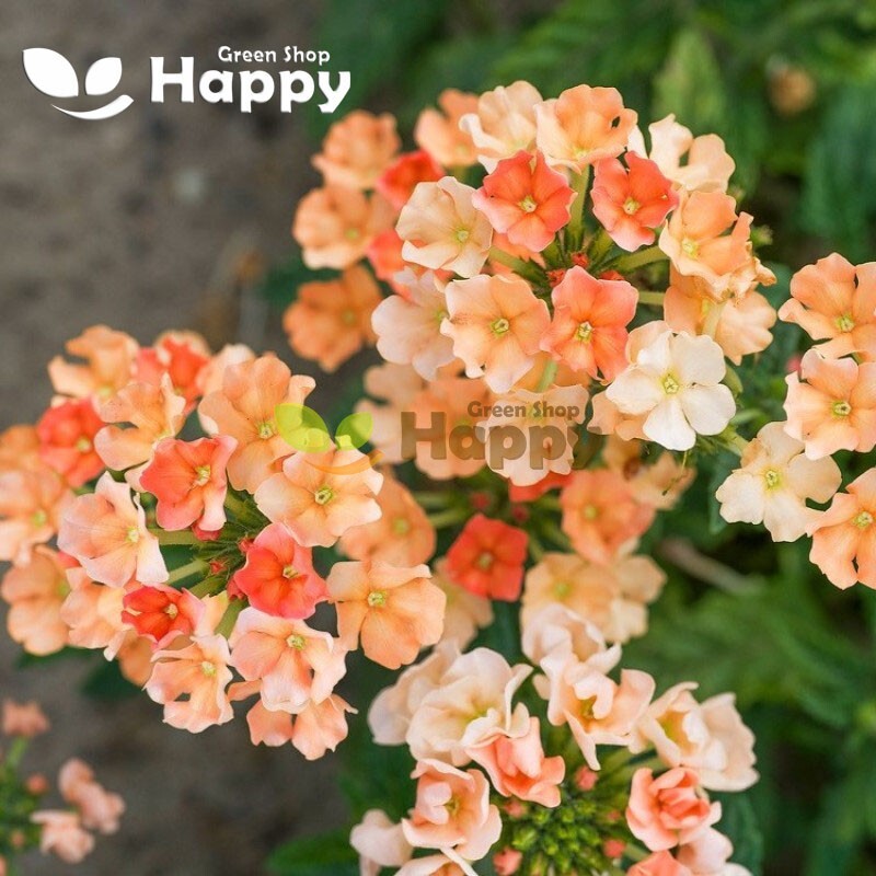 Verbena Anual Rastrera