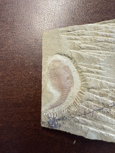 Fuxianhuia Protensa, Chengjiang Biota, Maotianshan Shales, Early ...