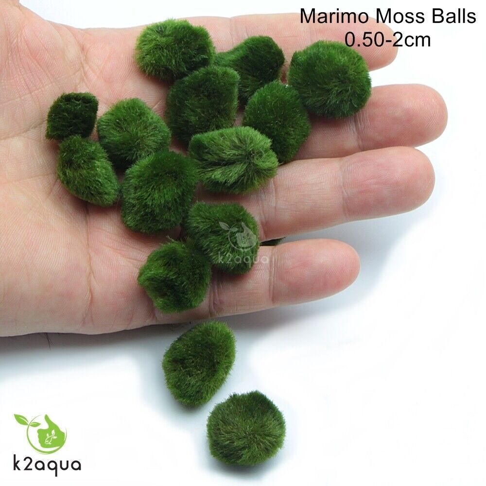 ALL sizes MARIMO MOSS BALLS Cladophora live aquarium plant fish tank ...