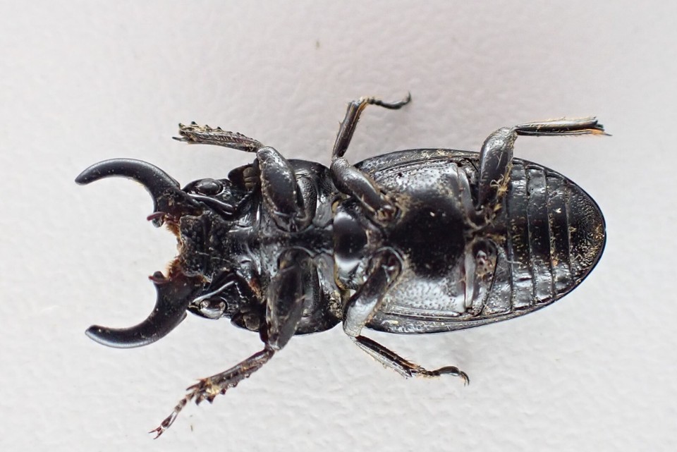 j93559. Insects, Lucanidae: Aegus sp. Vietnam North. A2 | eBay