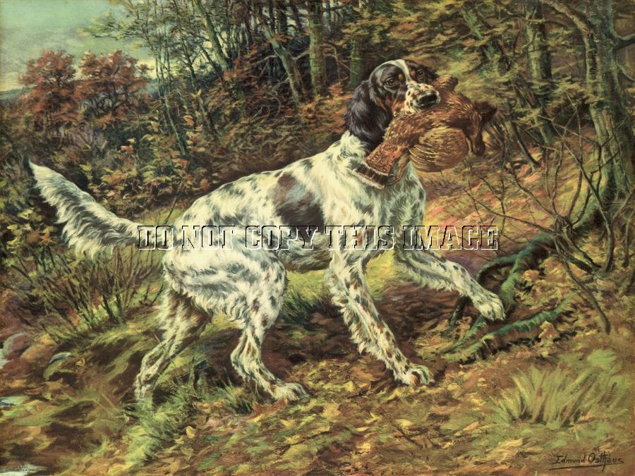 ANTIQUE HUNTING PHOTOGRAPH REPRINT 8X10 OSTHAUS ENGLISH SETTER RUFFED ...