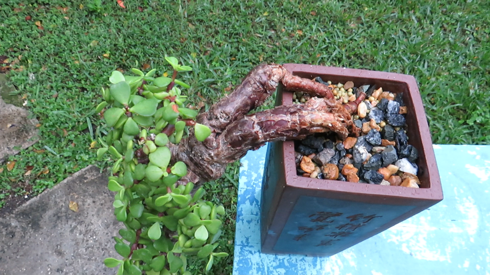 Mini Jade Plant, Crassula sp. thick trunk, Indoor/outdoor Tropical ...