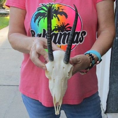 South African Female Springbok Skull with 6-7 inch horns, taxidermy ...