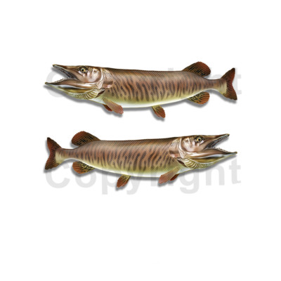 Tiger Musky Sticker Decal Fishing RV Boat Car Truck Camper Trailer F088 ...