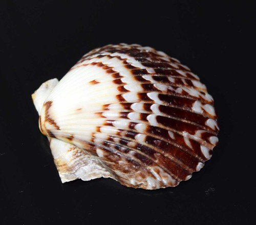 Calico Scallop Shell, Seashells, 82.60 Cts Shells From Florida, Art ...