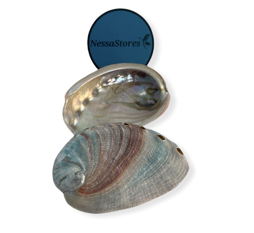 Red Abalone Sea Shell One Side Polished Beach Craft 2" - 3" (3 pcs) #JC ...