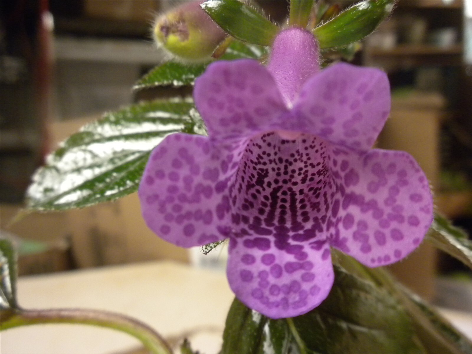 xGloximannia 'SHE'S DANCING'-African Violet Kin | eBay
