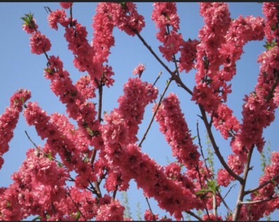 Red Baron Peach Tree 6-12” tall, Fruit Tree- Flavorful, Juicy Freestone ...