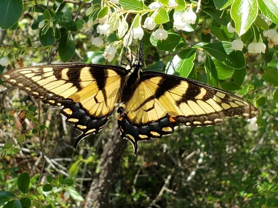 Sparkleberry | 25+ Seeds | Farkleberry / Huckleberry | Vaccinium ...