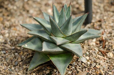 Agave Pumila (Miniature Agave) - Dwarf Blue Agave, Perfect for Small ...
