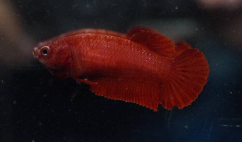 Live Betta Fish Female Super Red HMPK Plakat Quality Grade for Breed ...
