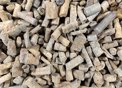 DIG-N-UTAH: CRINOID STEMS MOROCCO 1/4 LB LOT BULK FOSSIL | eBay