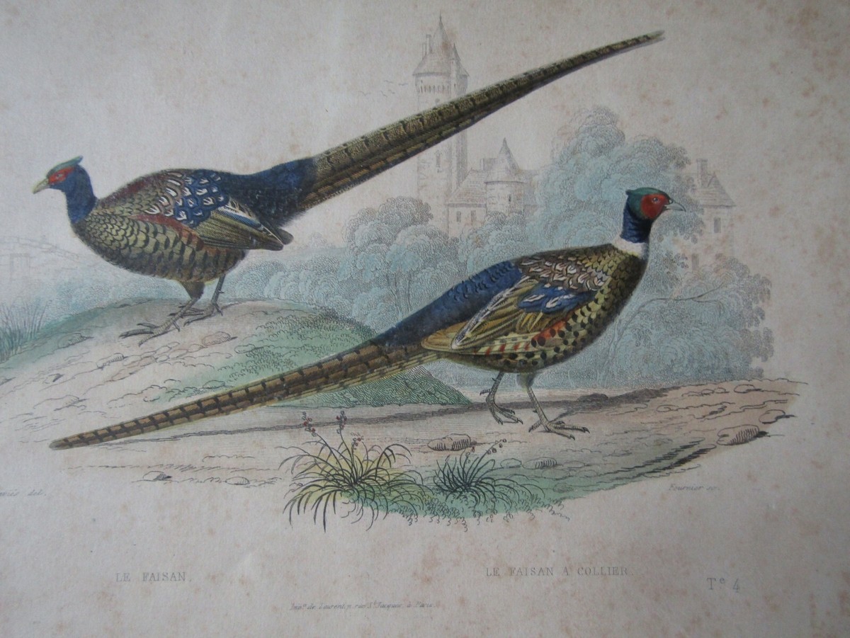 Faisan à Collier Faisan Collier Mâle Phasianus Colchicus Butinant
