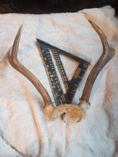 Two Point Mule Deer Antlers /Rack With Skullcap | eBay