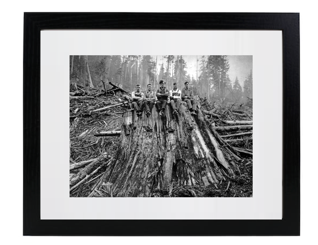 1925 Loggers Sitting on Cedar Stump Washington Framed & Matted Picture ...