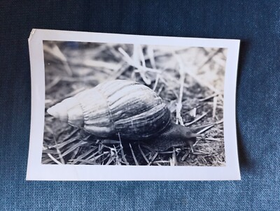 VIntage Photo OKINAWA Snail Slug CLOSE-UP 1960's Black And White 1230 ...