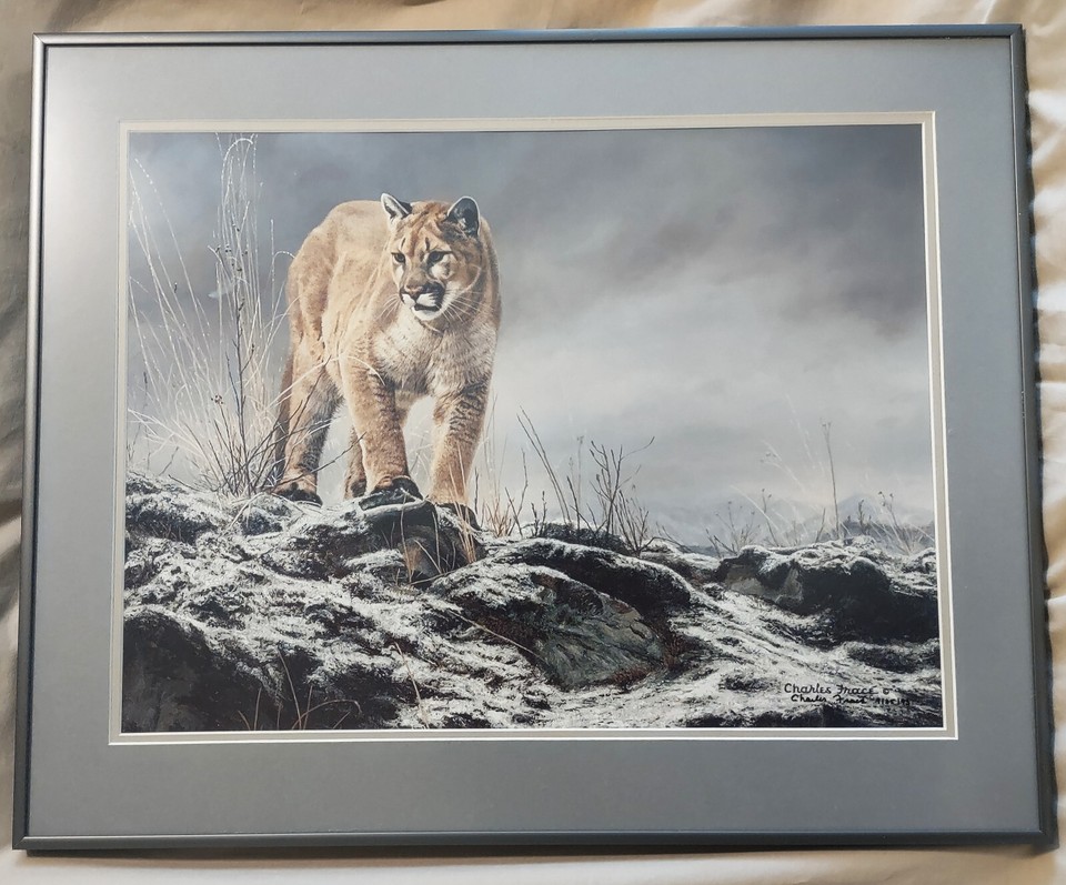 Mt Lion by Charles Frace, Wildlife Artist Open Ed Print Signed 1993 ...