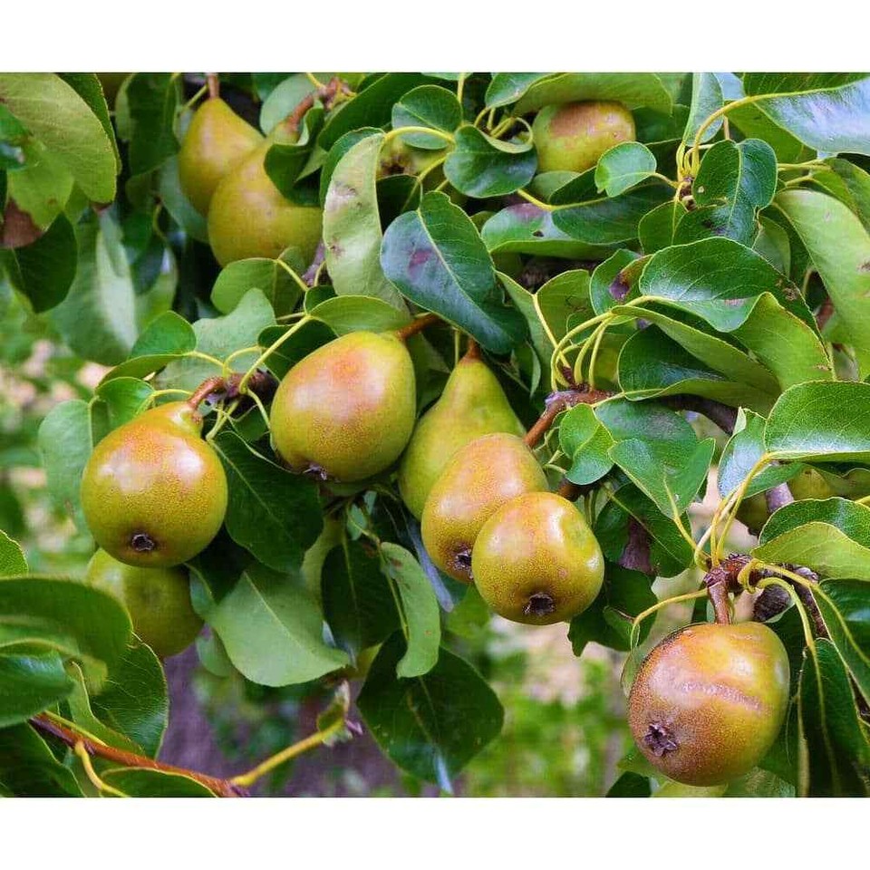 Dwarf Seckel Sugar Pear Tree - Bare-Root 3-4 Ft Tree 7445001394308| eBay