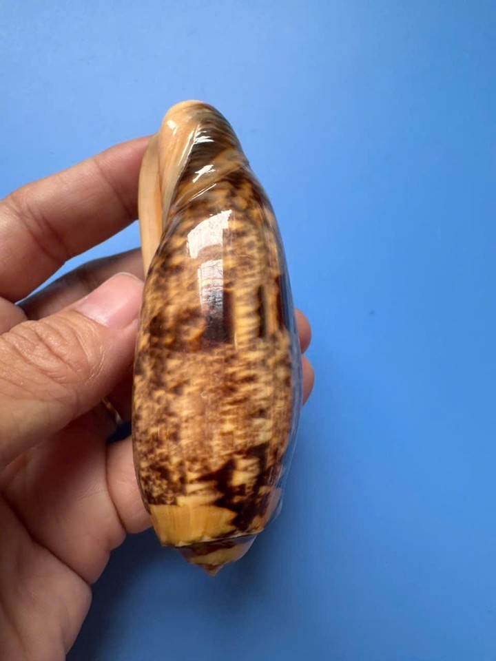 90.8mm | Oliva Miniacea| GIANT size | F+++ GEM | FREAK shape | Nice ...