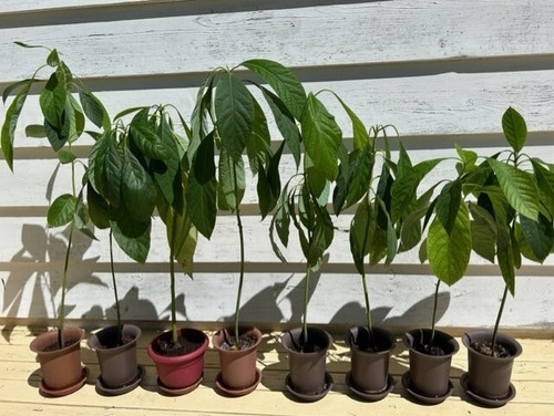 Tall! Live Hass Avocado Fruit Tree Seedling, 2 feet or more | eBay