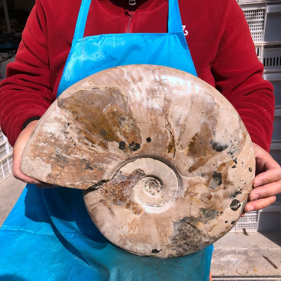 13.44LB Rare! Natural Tentacle Ammonite Fossil Specimen Shell Healing Madagascar | eBay
