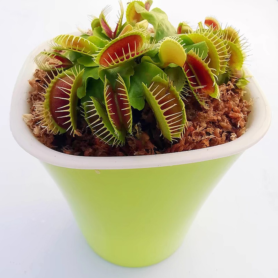 Giant Venus Fly Trap, DIONAEA MUSCIPULA, Carnivorous Plant, Fresh ...