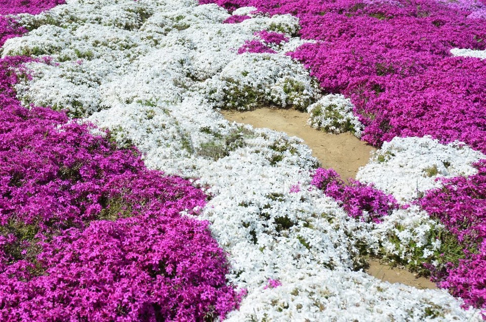 2000+ White Creeping Thyme Seeds for Planting Thymus Serpyllum ...