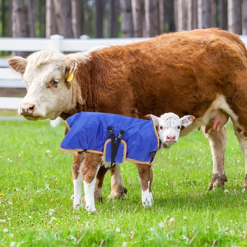 1Pc Farm Cow Calf Vest Thickened Belly Protection Costume Windproof ...