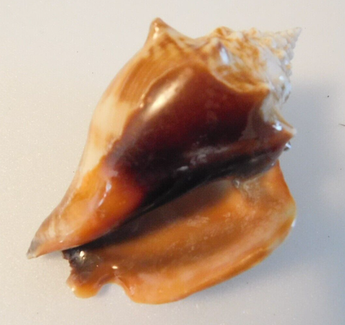 STROMBUS PUGILIS (alatus) Shell Seashell 76.07 mm WEST FLORIDA | eBay