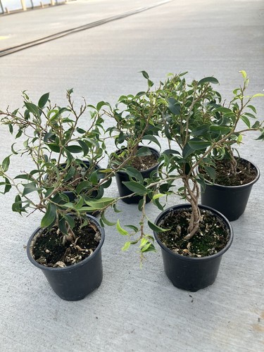Ficus Mini Lucy 4” Pre Bonsai | eBay