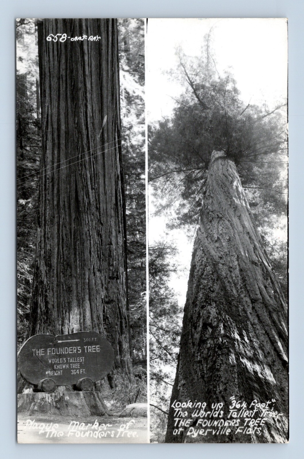 RPPC Founders Tree Dyerville Flats Redwoods Redcrest CA UNP Postcard ...