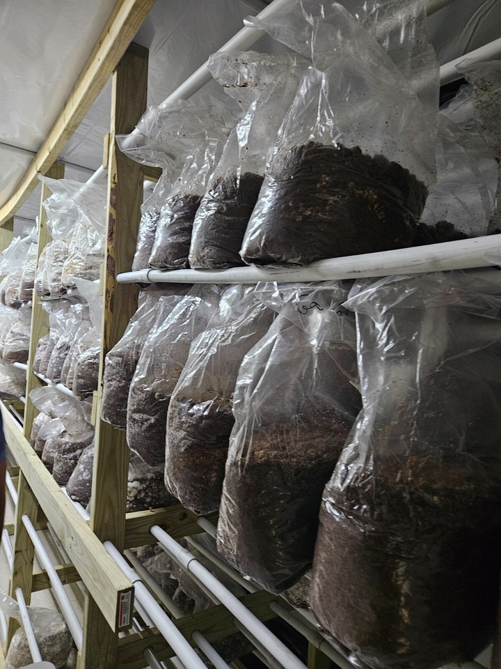 Premium Colonized Substrate Mushroom Grow Bags | eBay