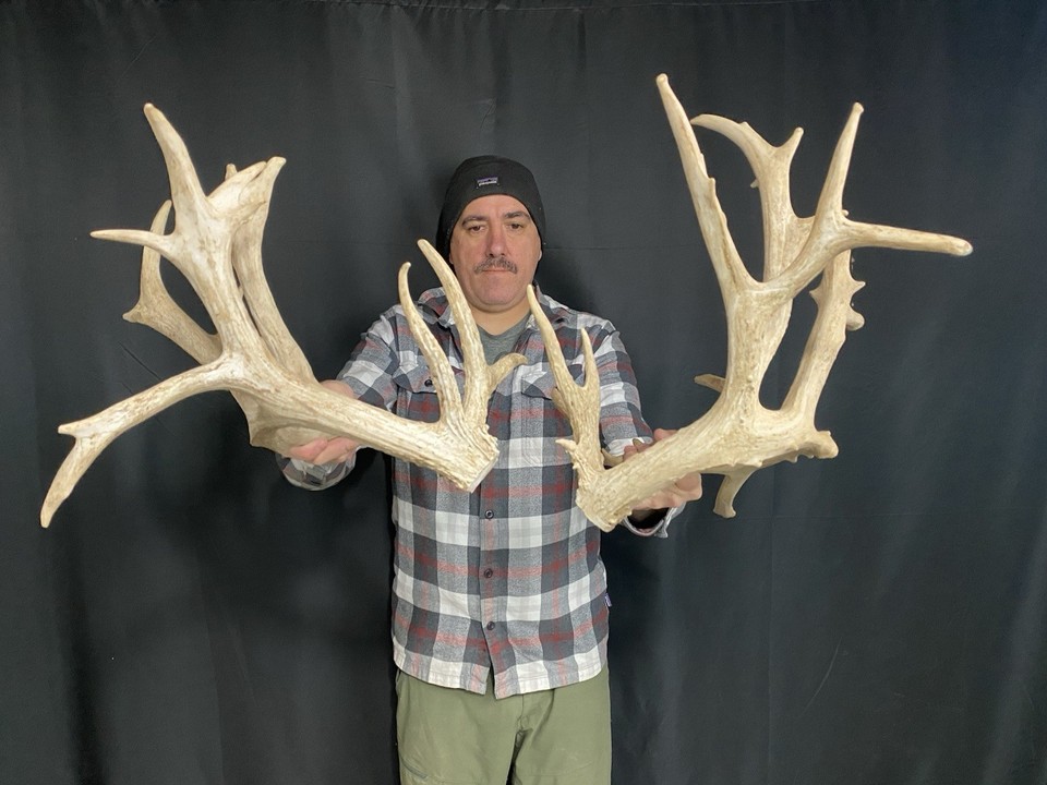 250” Set Whitetail Deer Cuts Sheds Antlers Taxidermy Mount Cabin Decor ...