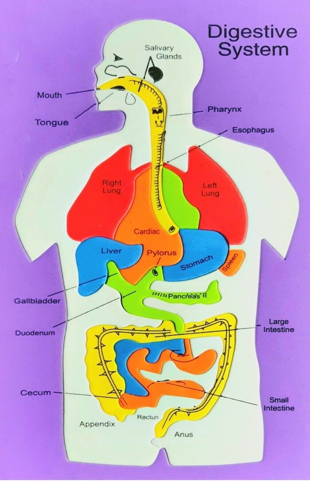 3+ Years Early Learning Board Foam Human Digestive System Body Organs ...
