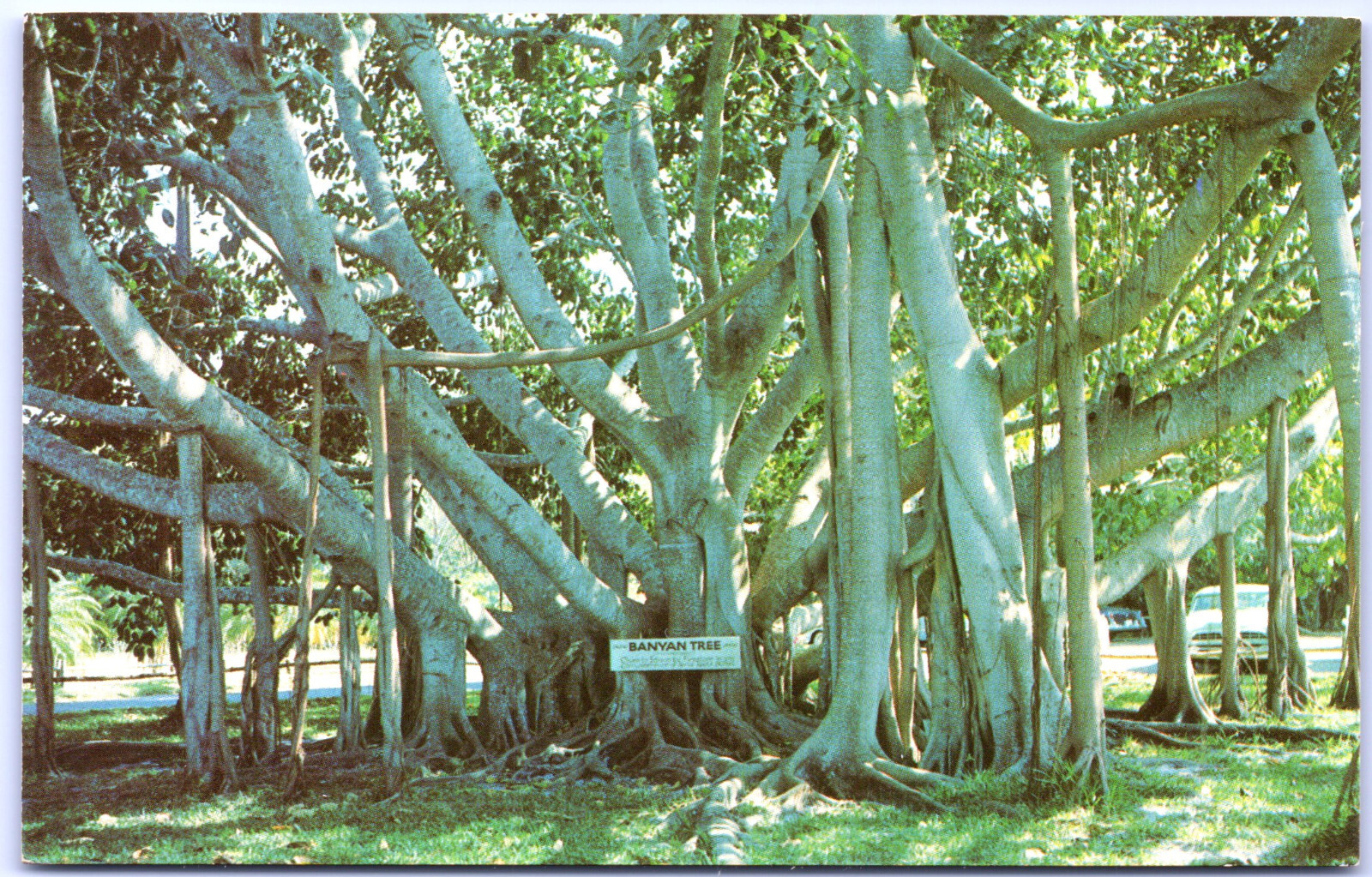 Postcard FL Banyan Tree on the Edison Estate Fort MyersFlorida P8 | eBay