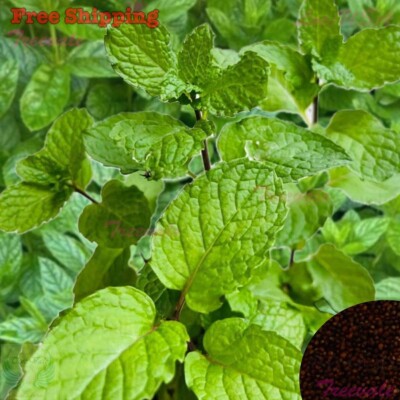 Peppermint Seeds | Perennial Herb | NON-GMO, Organic | eBay