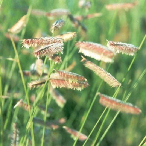 1000 BLUE GRAMA GRASS Gramma Bouteloua Gracilis Flower Mosquito Grass ...